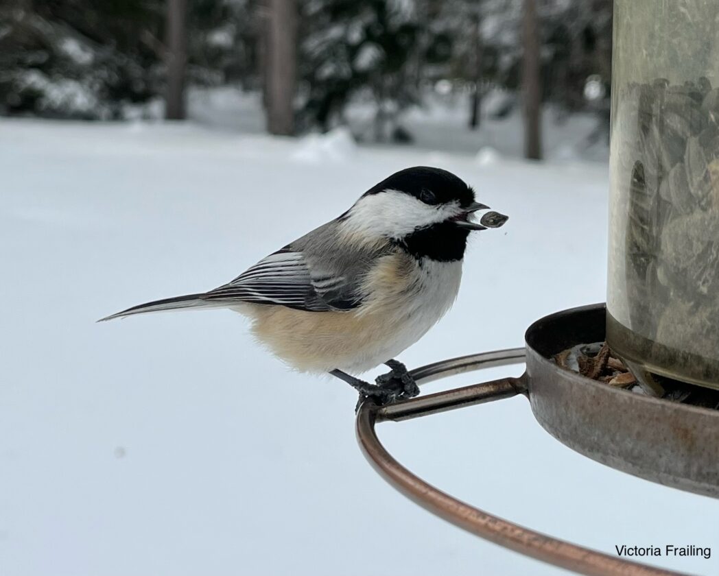 Dinner time in the west end | News, Sports, Jobs - The Mining Journal